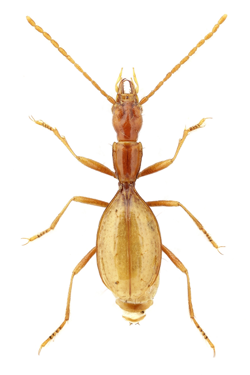 Subterranean fauna – Cavebiology