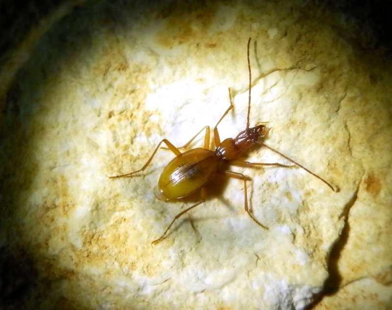 Subterranean fauna – Cavebiology