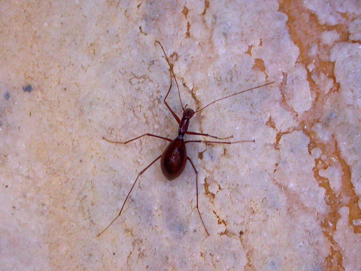 Subterranean fauna – Cavebiology