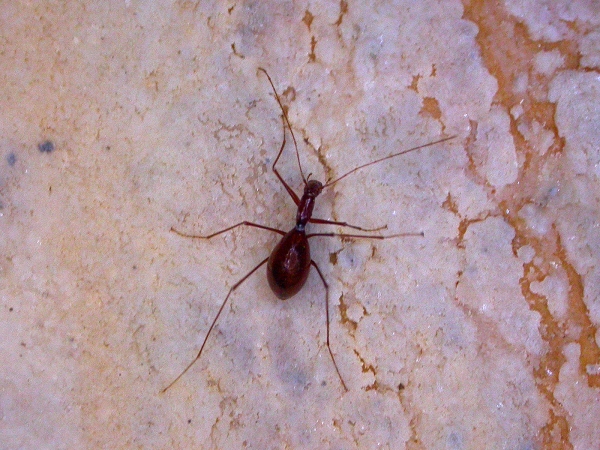 Subterranean fauna – Cavebiology