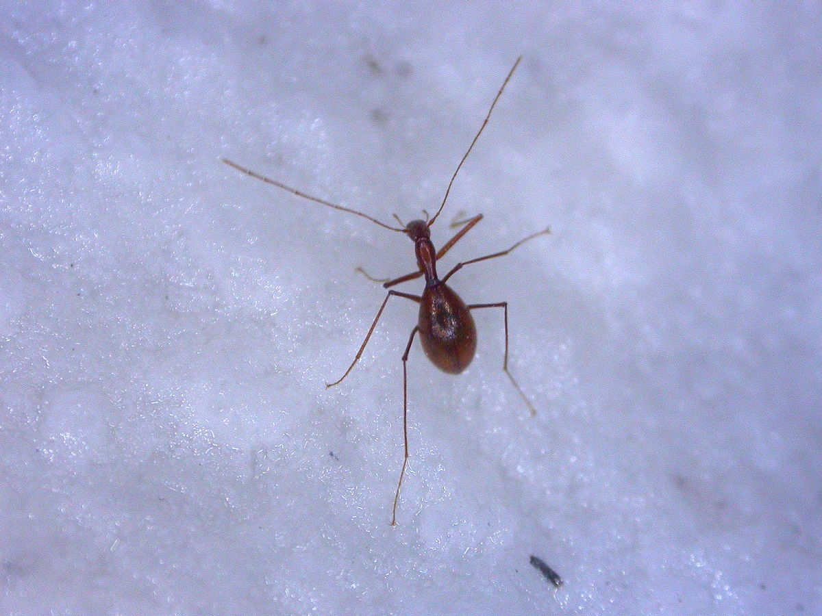 Subterranean fauna – Cavebiology
