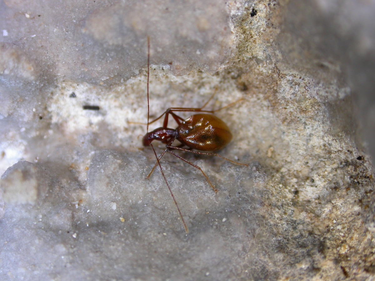 Subterranean fauna – Cavebiology