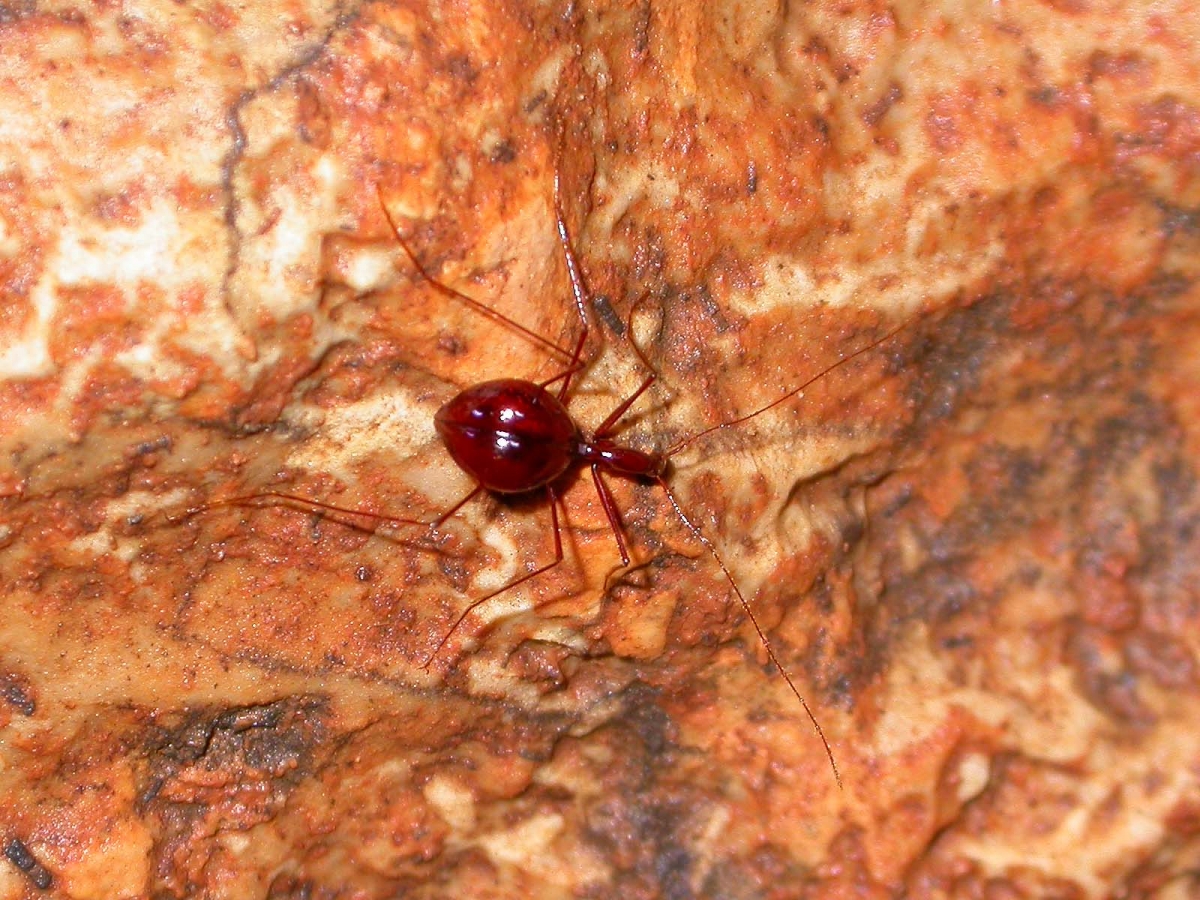 Subterranean fauna – Cavebiology