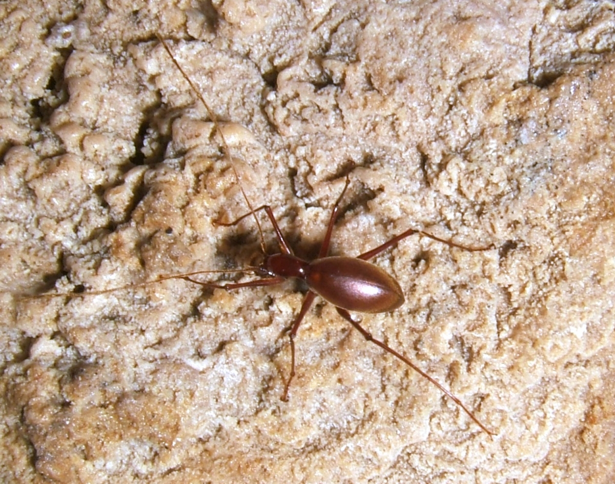 Subterranean fauna – Cavebiology