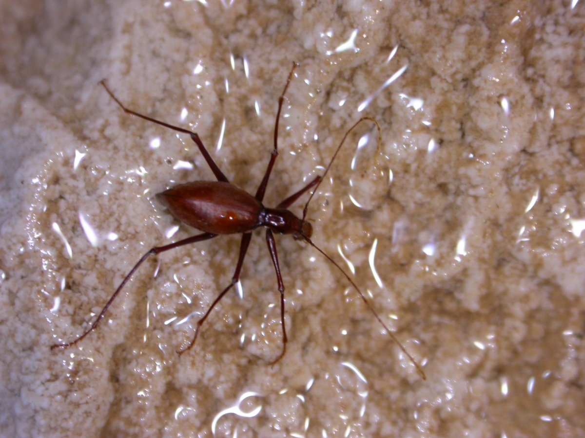 Subterranean fauna – Cavebiology